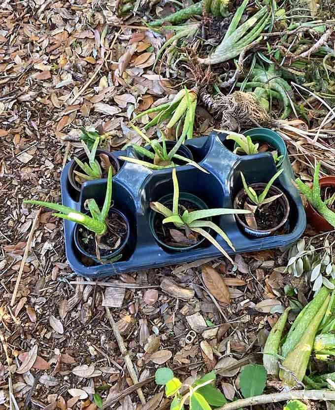 7. seminole heights community gardens aloe vera plants