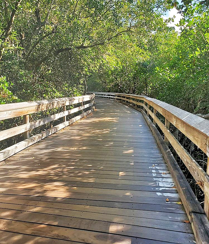 Dappled light dances through the mangrove canopy, turning a simple boardwalk stroll into a journey through natural art.