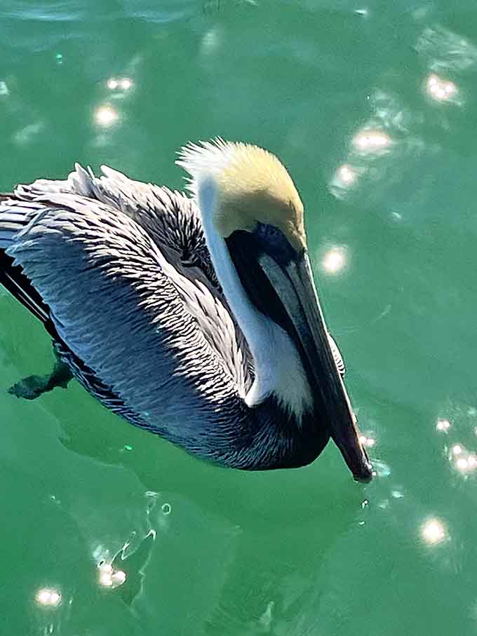 This pelican has perfected the art of looking majestic while essentially being a flying garbage disposal with impeccable fishing skills.