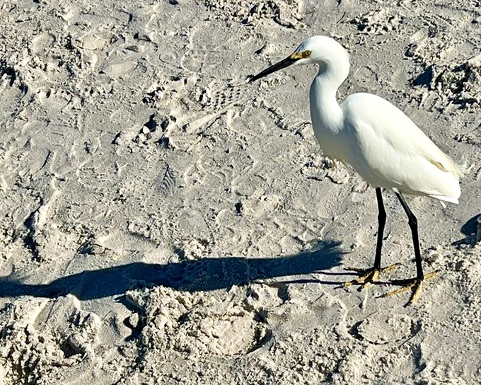 Feathered fisherman: A snowy egret struts across the sand with yellow slippers, nature's version of a fashionable beach patrol.