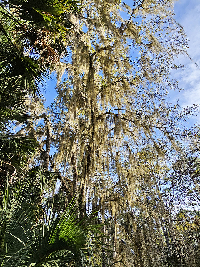 Spanish moss drapes from ancient branches like nature's own funeral bunting, adding to the hauntingly beautiful atmosphere.