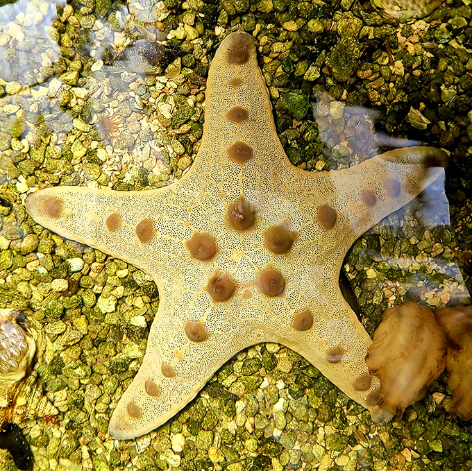 Starfish are nature's proof that you don't need a brain to be fascinating, just really cool regenerative abilities.