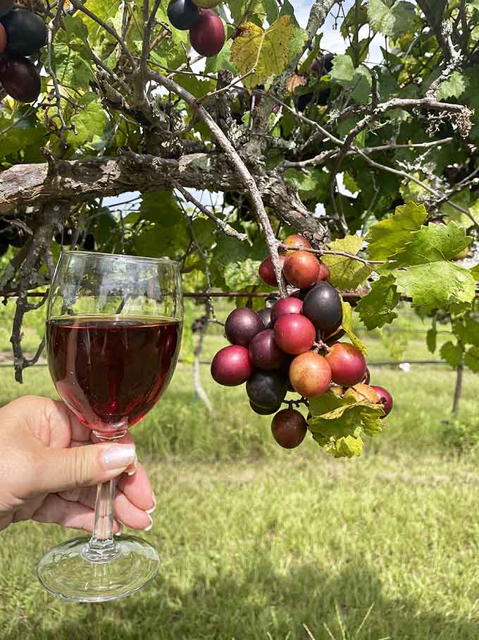 Holding wine next to the actual grapes creates a connection between vine and glass that's simply beautiful.