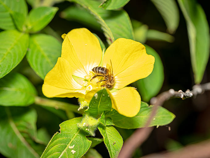A bee works overtime on a yellow bloom, reminding us that nature's economy never takes a day off.