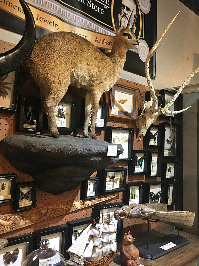 This taxidermied klipspringer seems frozen mid-leap, eternally poised on its rocky perch among a gallery of preserved butterflies.