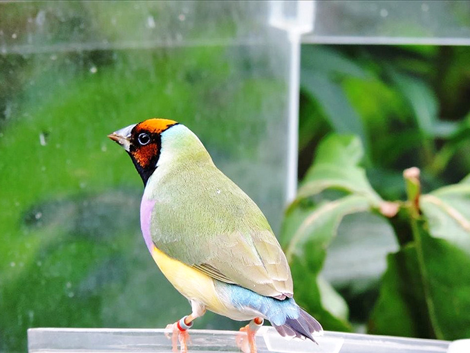 This colorful resident of the aviary looks like he's posing for his album cover. The birds here have more personality than most reality TV stars.
