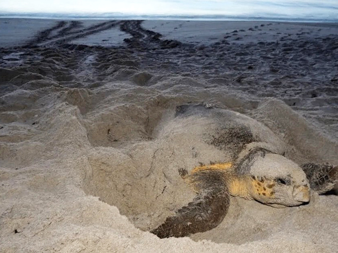 A loggerhead mama completes her ancient ritual, returning to the sea after ensuring her genetic legacy in a carefully dug sandy nest.