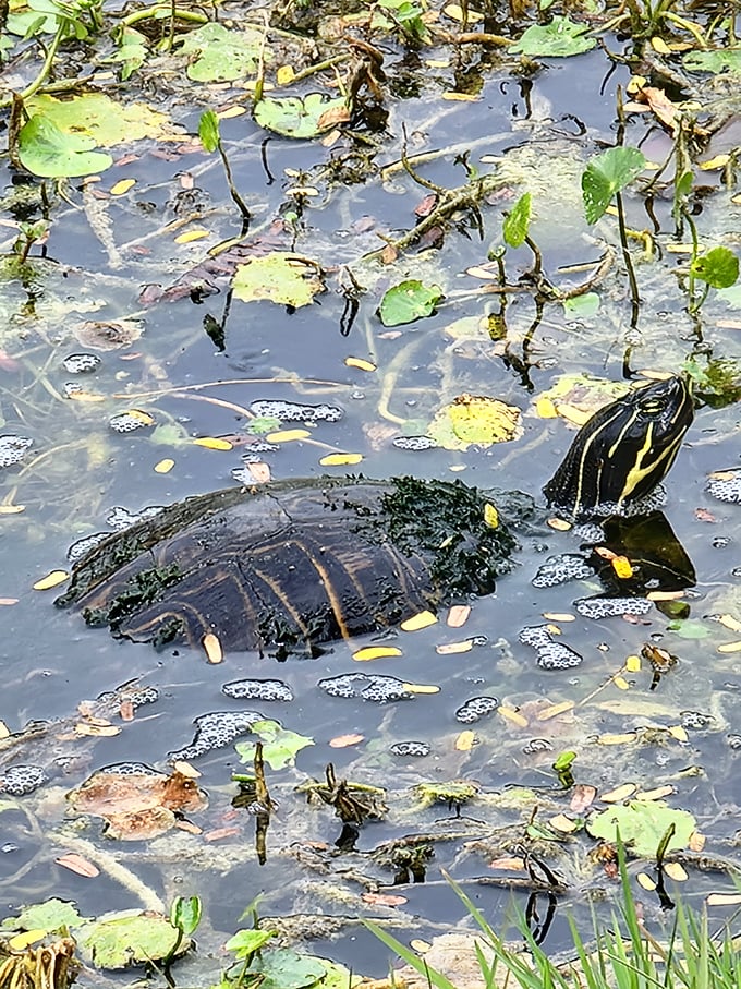 These turtles have figured out the secret to life: find a beautiful spot and just hang out there indefinitely.