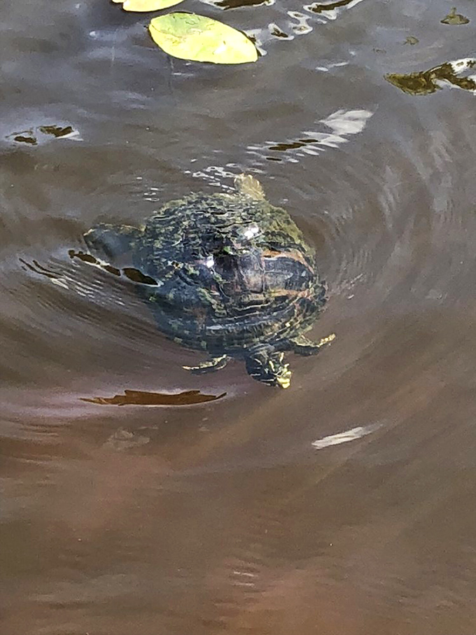 "Excuse me, coming through!" A resident turtle navigates the pond, its ancient shell telling stories of countless garden seasons.