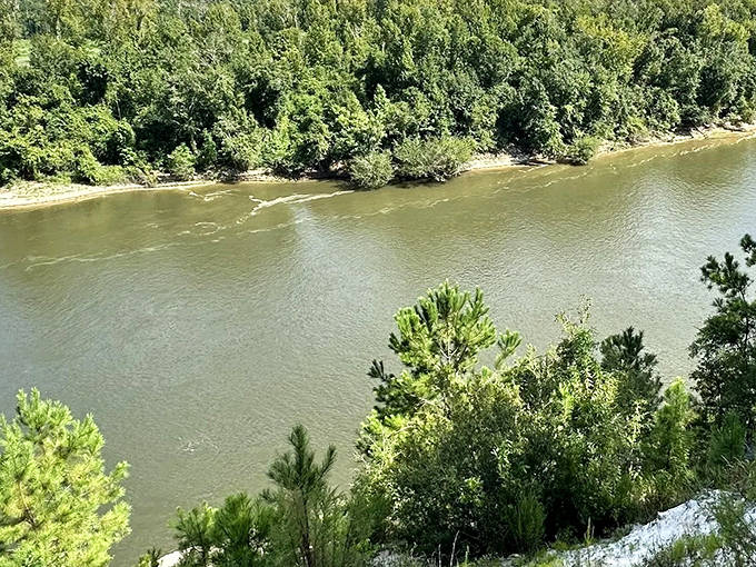 From Alum Bluff Overlook, the Apalachicola River resembles a lazy serpent sunning itself between verdant walls of wilderness.