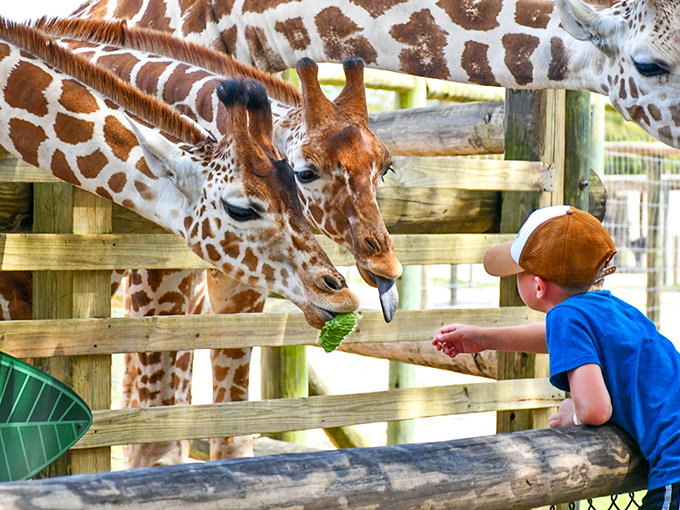 Giraffe dining etiquette 101: Their impressive tongues can strip leaves from thorny branches or delicately accept lettuce from awestruck human hands.