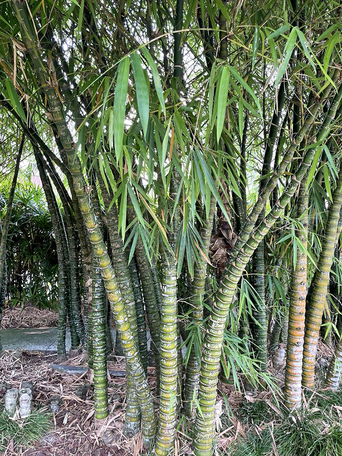 Bamboo creates a natural sanctuary, its segmented stalks reaching skyward like nature's own architectural columns.