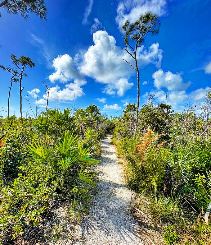 Nature reclaims its territory along the Watson and Mannillo Trails, where native plants create a corridor of tranquility.