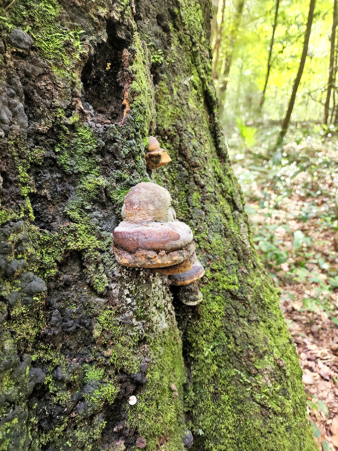 Nature's own artwork grows right on the tree&mdash;these wild mushrooms are like little balconies for woodland fairies taking in the forest views.