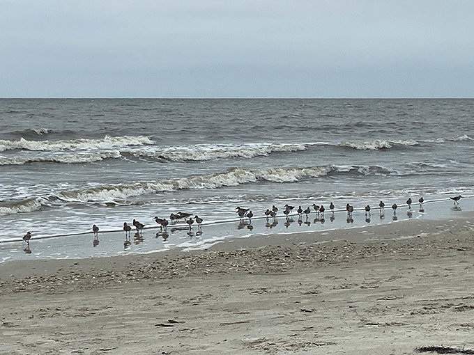 Shorebirds gather at the water's edge, their synchronized dance with the waves a timeless ritual of nature's perfect choreography.