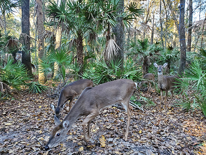 Dinner conversation in progress &ndash; these deer don't mind sharing their forest dining room with respectful human observers.
