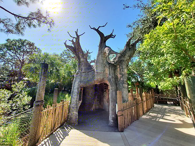 Nature's cathedral: This magnificent hollow tree structure invites exploration, like something straight out of a childhood fantasy book.
