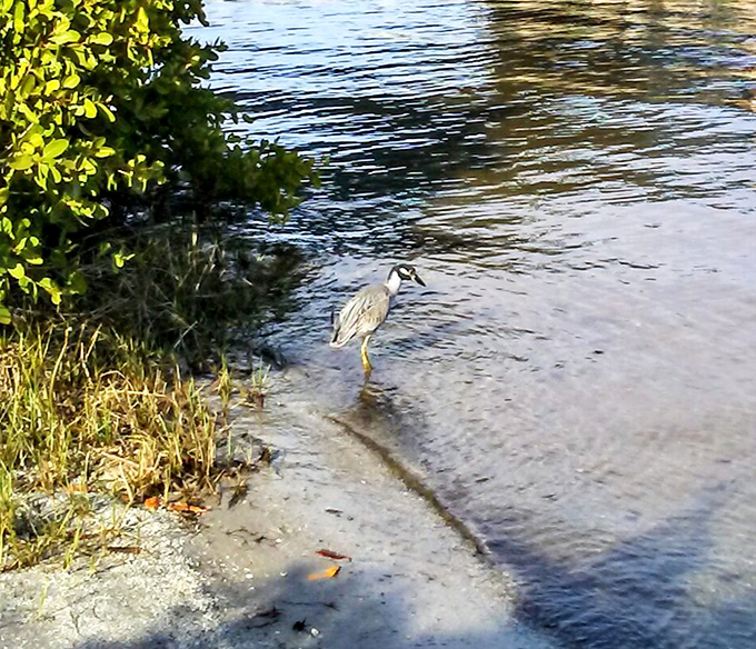 This yellow-crowned night heron stands sentinel in the shallows, a patient fisherman who's mastered the art of stillness.