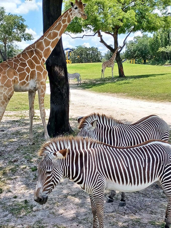 Zebras and giraffes coexist in peaceful harmony, creating a scene straight from the African savanna with a distinctly Floridian palm tree backdrop.