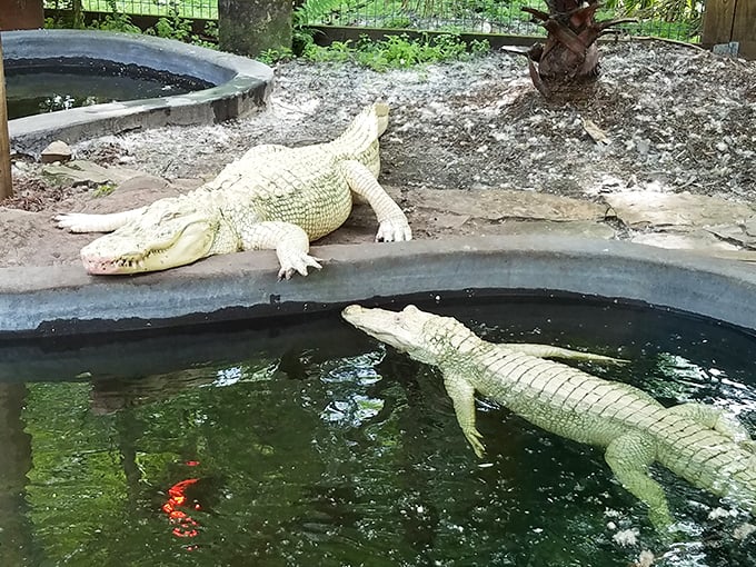 These rare albino alligators lounge by the water's edge, their ghostly appearance making them among the most fascinating residents of Wild Florida.