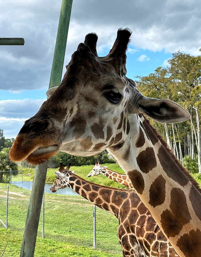This ancient Aldabra giant tortoise moves with the unhurried confidence of a creature that measures life in centuries, not minutes.
