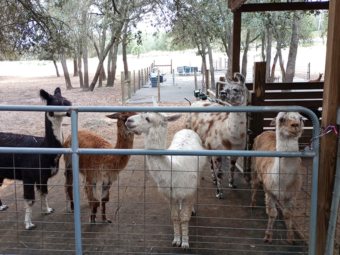 The meet-and-greet line forms at the fence, where alpacas gather like celebrities at a red carpet event.