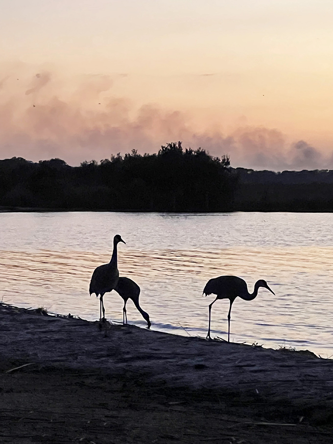 Silhouetted against the pastel sunset, sandhill cranes perform their elegant evening ritual along the peaceful shoreline.