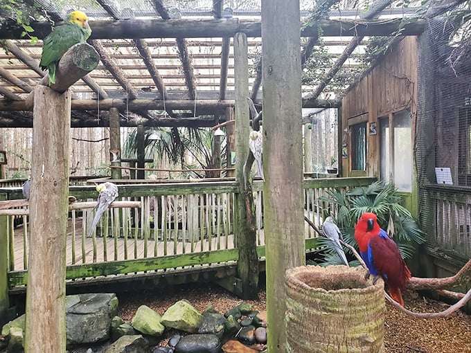 The bird aviary&mdash;where conversations are loud, personal space is optional, and fashion is always feathery and bold.