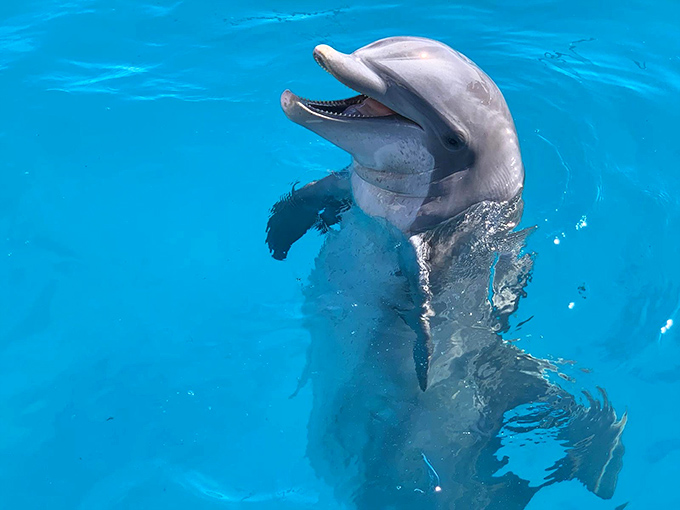 With that perpetual smile and inquisitive eye, the bottlenose dolphin seems to be sharing a private joke that only ocean dwellers understand.