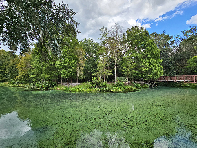 Seriously, look at this water! It's an ethereal, clear emerald green, beckoning you to dive in and appreciate the natural Florida springs.