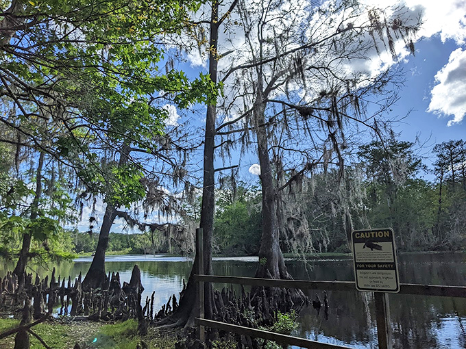 Cypress knees and warnings: Nature's sculpture garden meets a gentle reminder that Florida's waterways come with toothy residents.