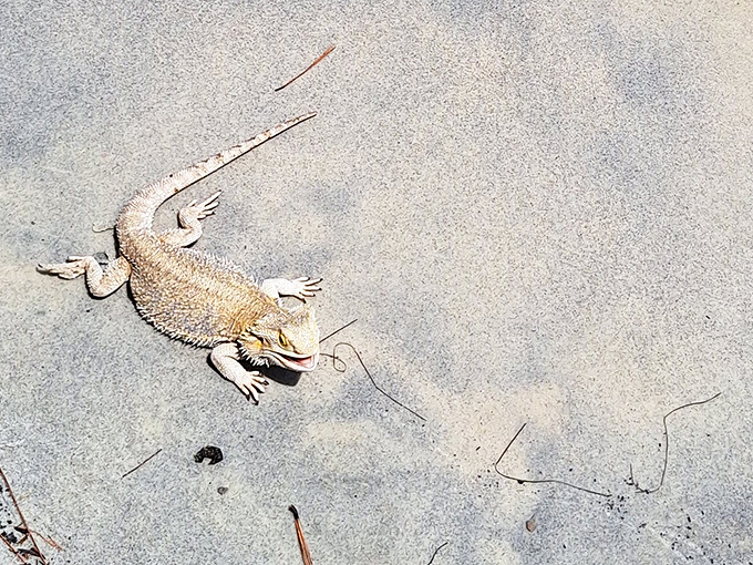 Florida's original sunbather! This bearded dragon demonstrates proper relaxation technique for all park visitors.