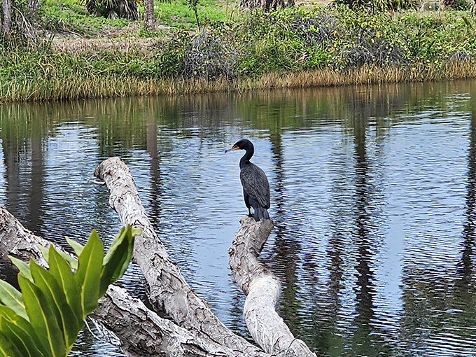 This cormorant has mastered the art of stillness, demonstrating meditation skills that would make a yoga instructor jealous.
