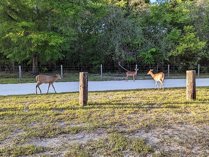 Deer pause their morning commute through the park, probably wondering why humans make such a fuss about selfies.