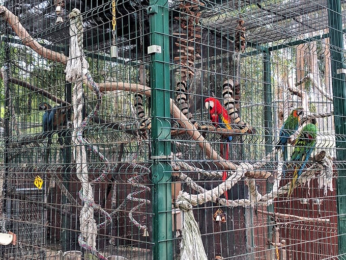 Enclosure: Home sweet home for the sanctuary's residents, thoughtfully designed with branches, hammocks, and enrichment activities that keep curious minds engaged.