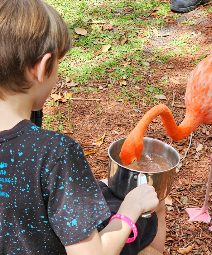 Childhood wonder meets feathered curiosity &ndash; a magical moment when wildlife education becomes deliciously hands-on.