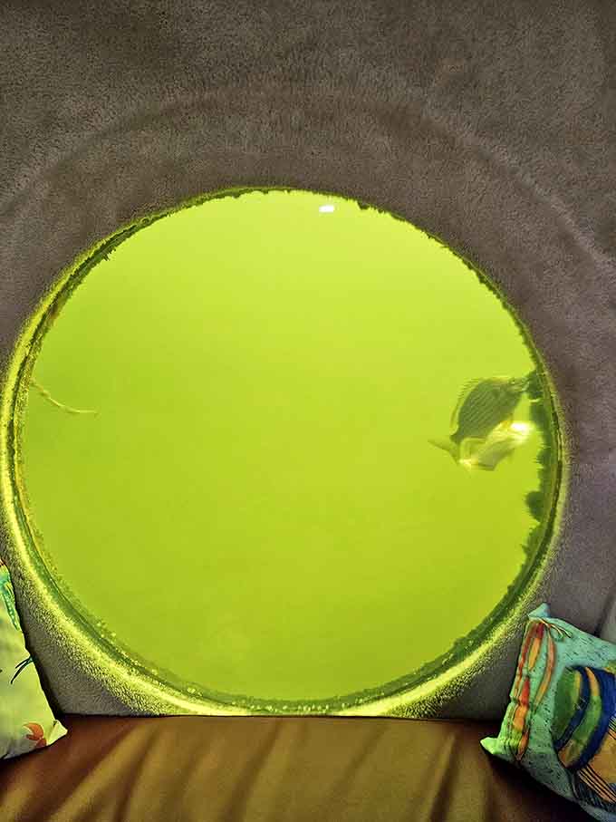 A colorful fish darts past the window, perhaps wondering what strange land creatures have invaded its watery domain.