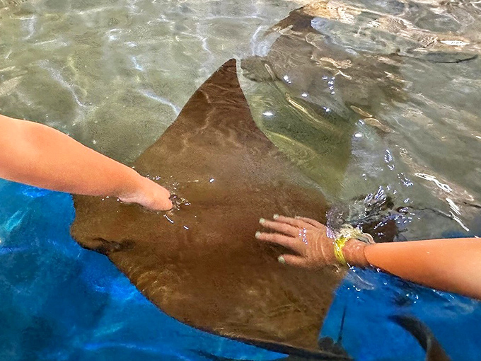 Hands reach out to touch a stingray's velvety underside &ndash; a magical moment of connection between humans and these gentle creatures.