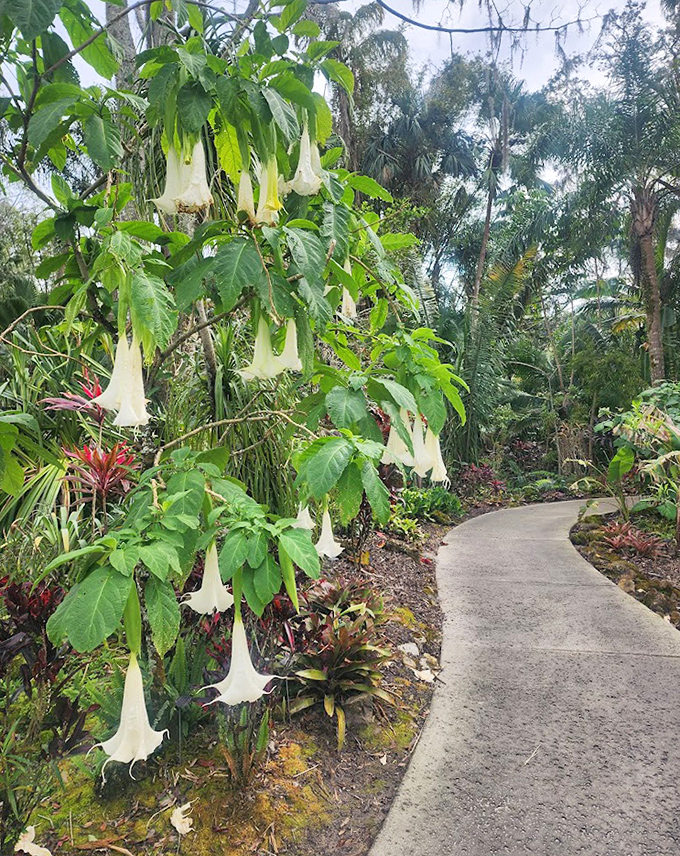 Angel trumpet flowers dangle like nature's own wind chimes along this peaceful garden path, their dramatic blooms stopping visitors in their tracks.