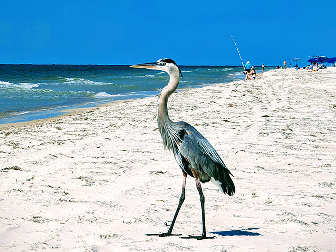Great blue heron: Nature's patience personified – this feathered fisherman has mastered the art of stillness that most meditation apps only promise. Photo credit: <a href="https://maps.google.com/maps/contrib/110176033760840152401" target="_blank" rel="noopener noreferrer">ken koburger</a>