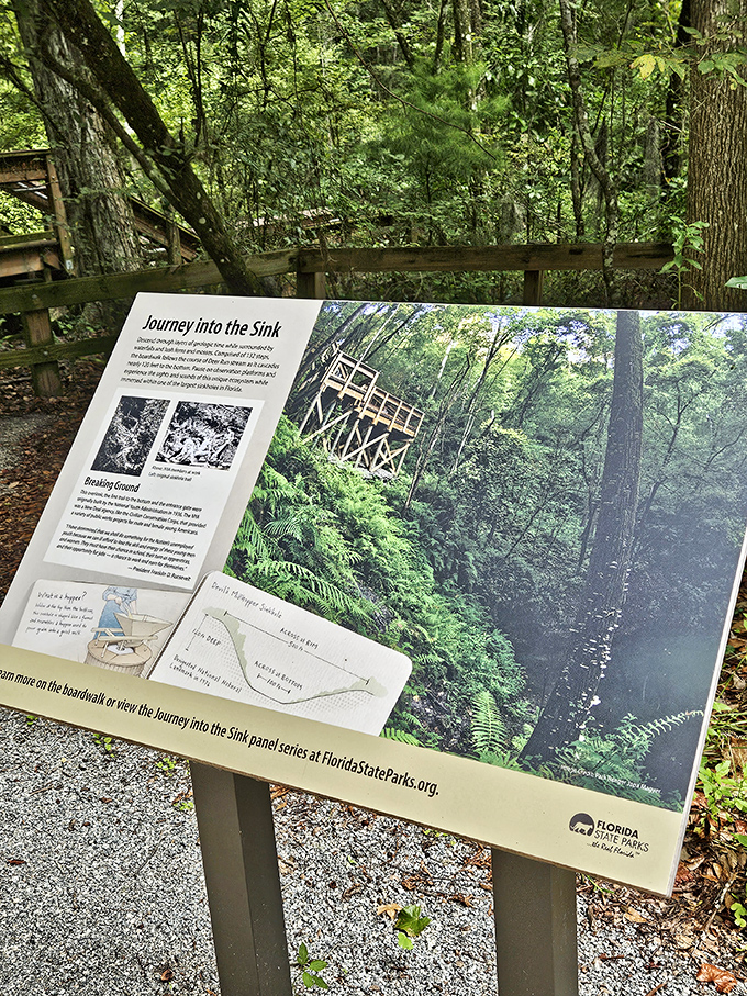 Part treasure map, part science lesson—these informational panels decode the mystery of how water patiently carved this massive bowl into Florida's limestone heart.