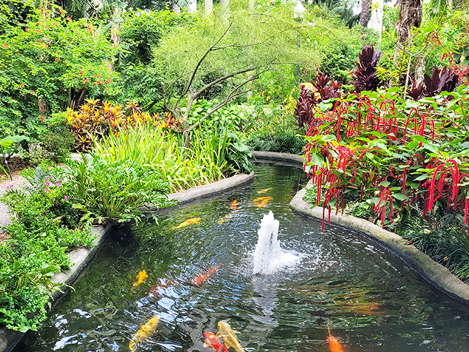 Koi fish glide through crystal waters like living jewels, gathering hopefully whenever humans approach &ndash; nature's most optimistic panhandlers.