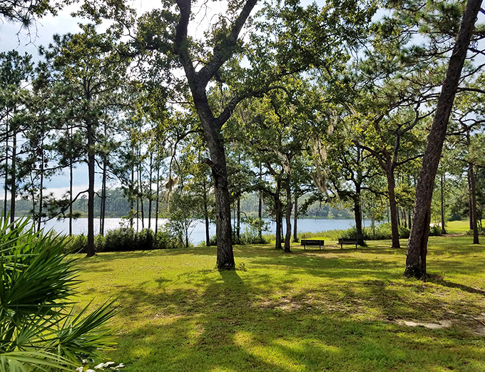 Oak sentinels stand guard over a grassy clearing, their sprawling branches creating patches of welcome shade for picnickers.