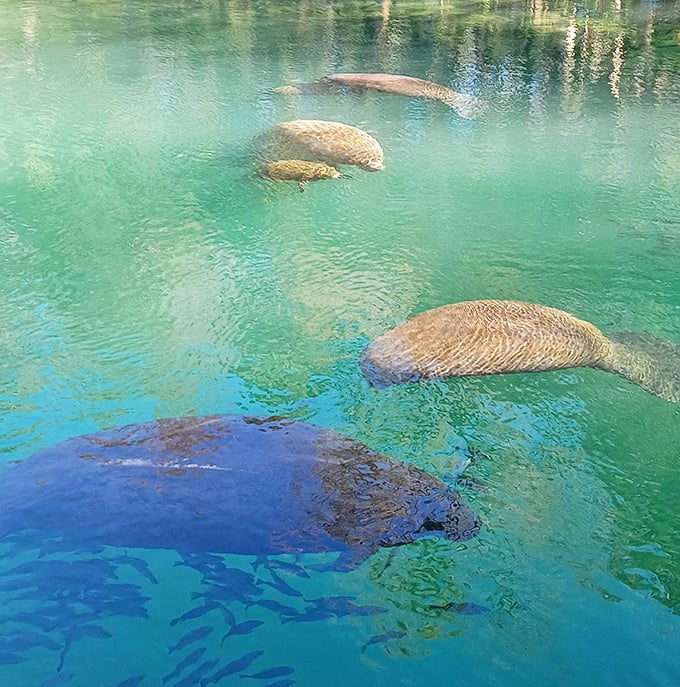 Manatee social hour! Like underwater coffee klatches, but with more lettuce and fewer complaints about the neighbors.