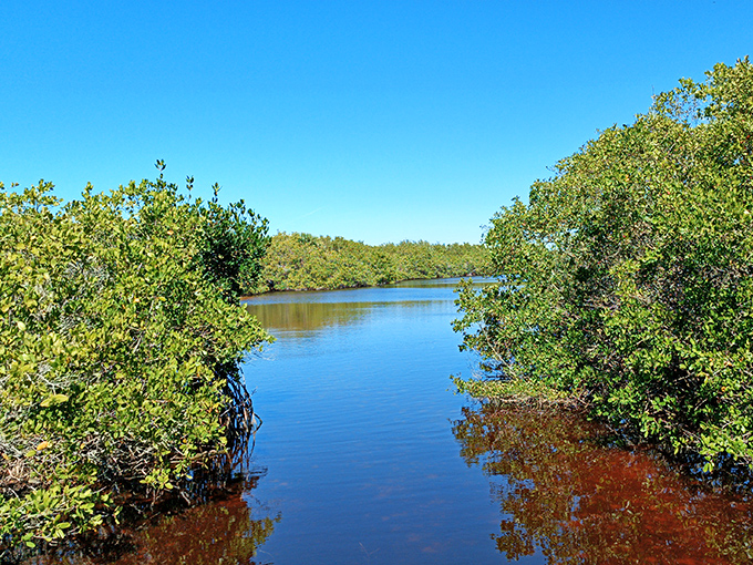 Mangrove tunnels create nature's own secret passageways, where kayakers can glide through corridors of green in reverent silence.