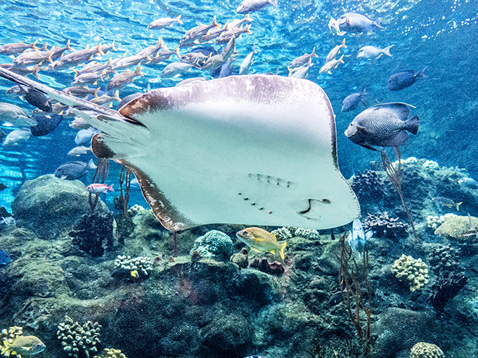 The graceful manta ray &ndash; nature's living stealth bomber &ndash; glides overhead with the effortless cool of someone who knows they're the star attraction.