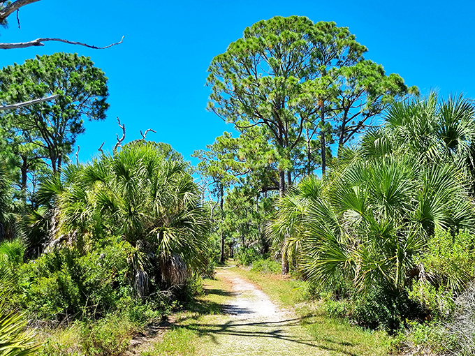 This unassuming trail promises more than just a walk &ndash; it's a front-row ticket to Florida's wild side, no admission required.