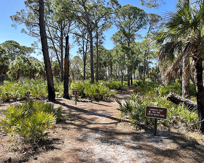 Where slash pines and palmettos create Florida's version of a cathedral ceiling, this trail offers spiritual communion with old Florida.