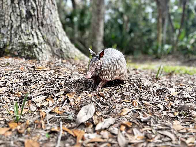 This armadillo, Florida's armored ambassador, scurries through history without a care for human timelines or sugar production.