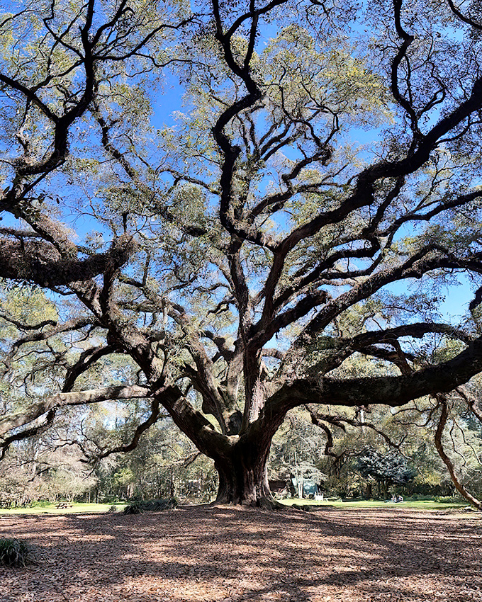 This majestic oak's sprawling limbs create natural archways, as if the tree itself is welcoming you into its embrace.